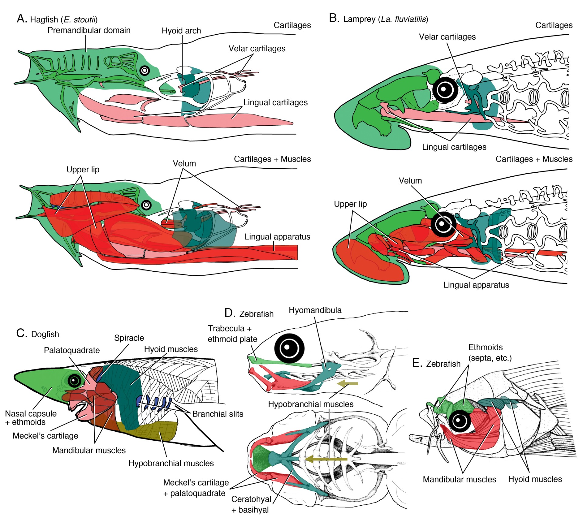 Jaw Origins :: Evolutionary Morphology